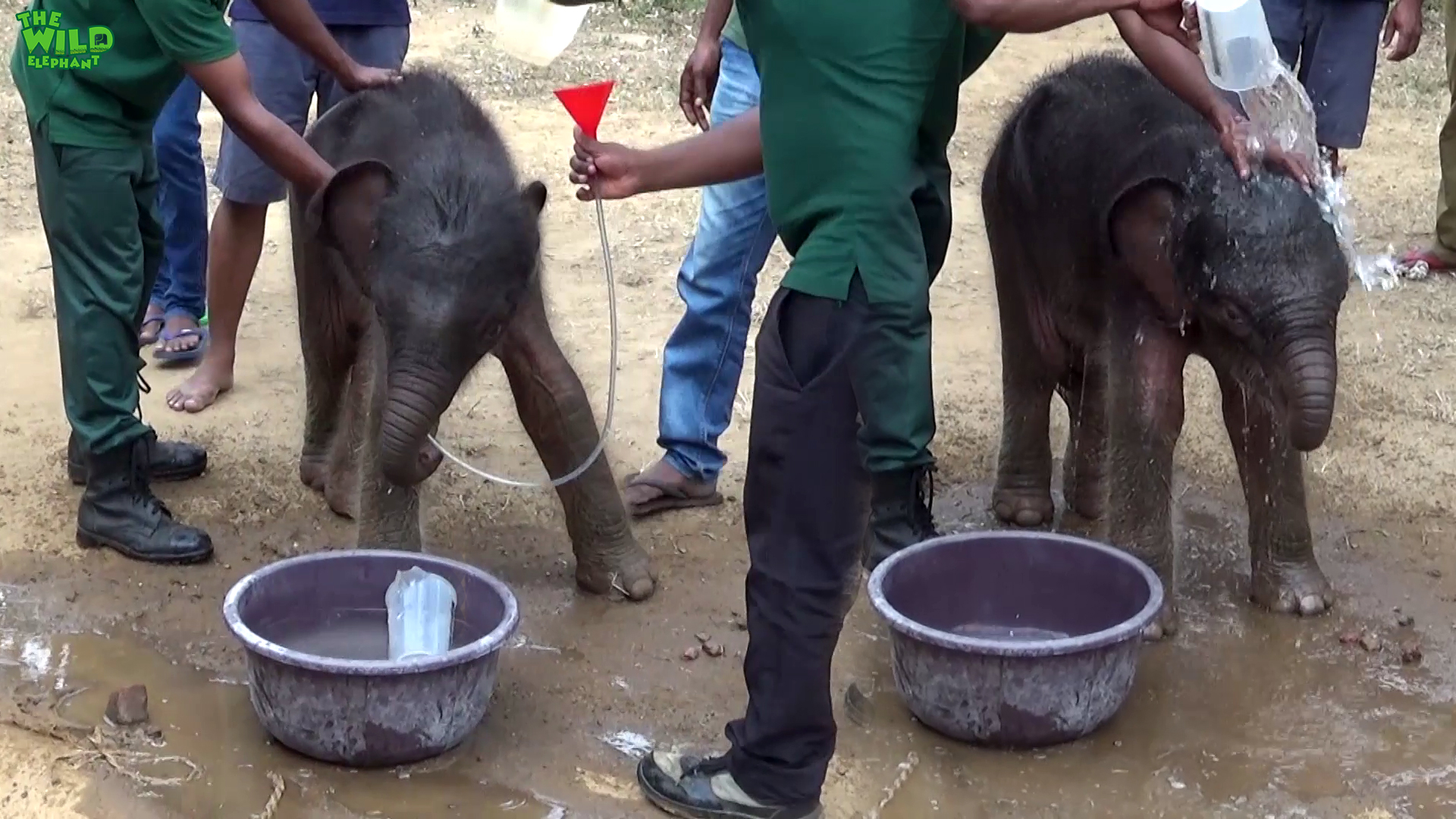 A lost baby elephant finds a new home. The sadness of a lost baby meets ...