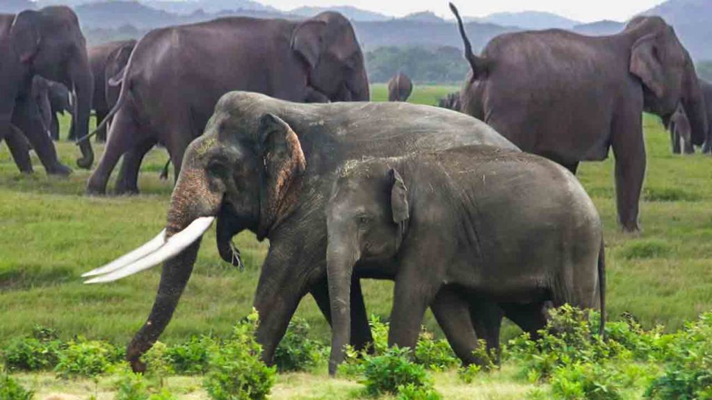 An Elegant tusker shows-off his masculinity and elegancy in Sri Lanka ...
